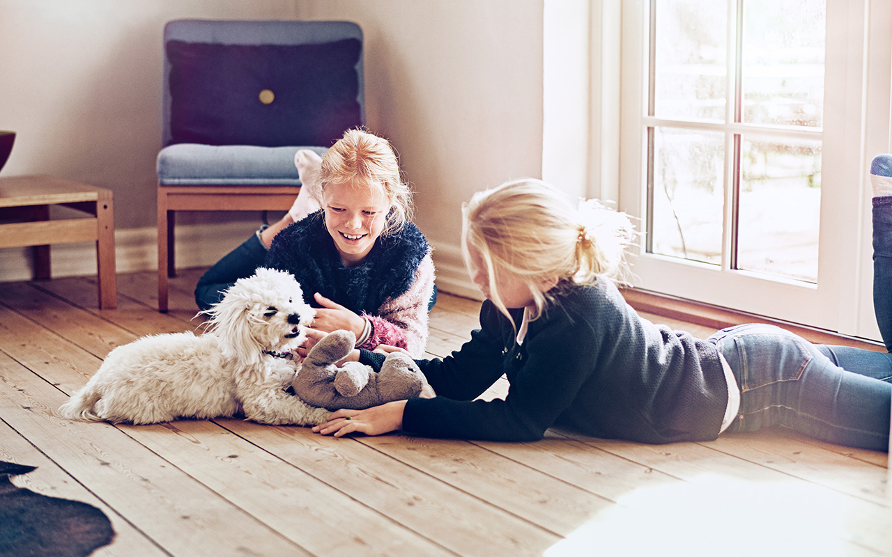Hundeforsikring | Pas godt på dine ejendele og tilpas med tilvalg og ...